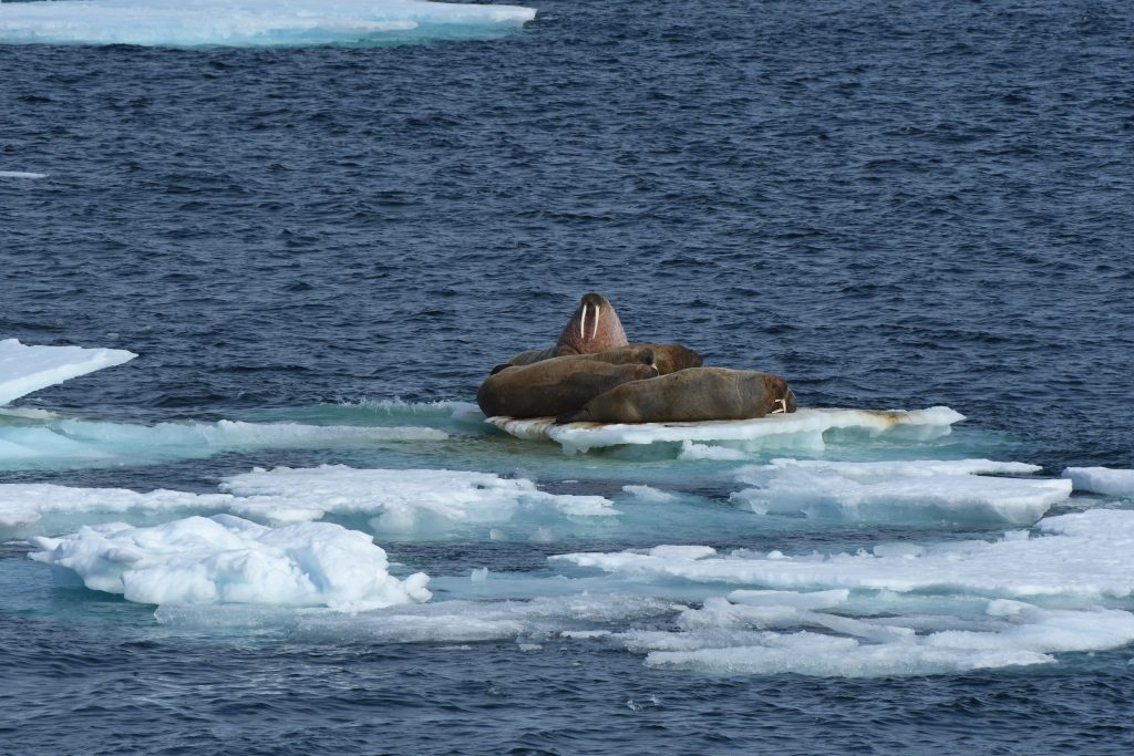 The Arctic and Antarctica Peninsula | Travel to the Polar Regions