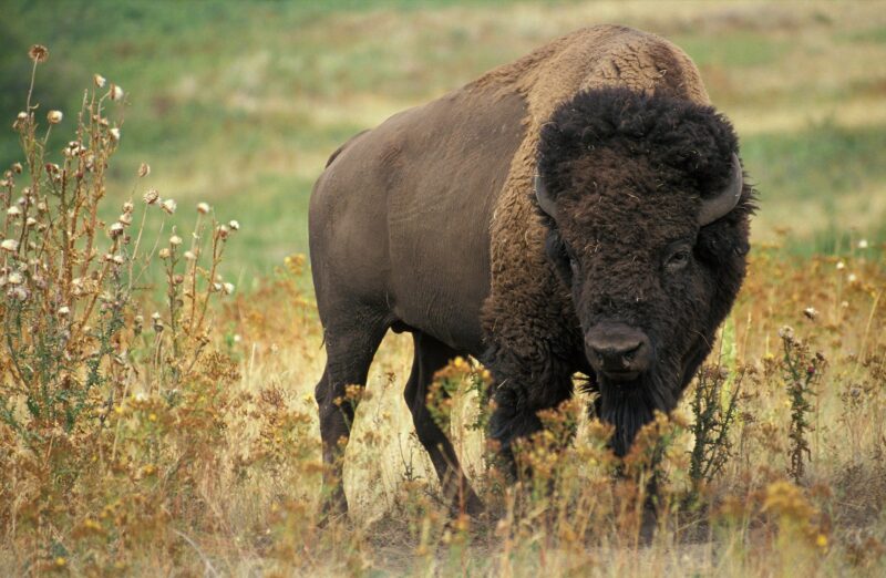 Wild Bison | Bringing Back the Wild Bison to UK Woodlands