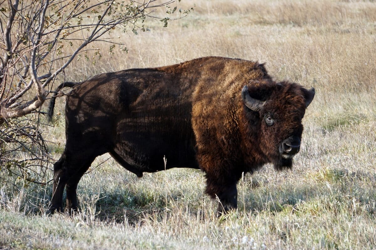Custer State Park South Dakota | Bison Tradition in South Dakota