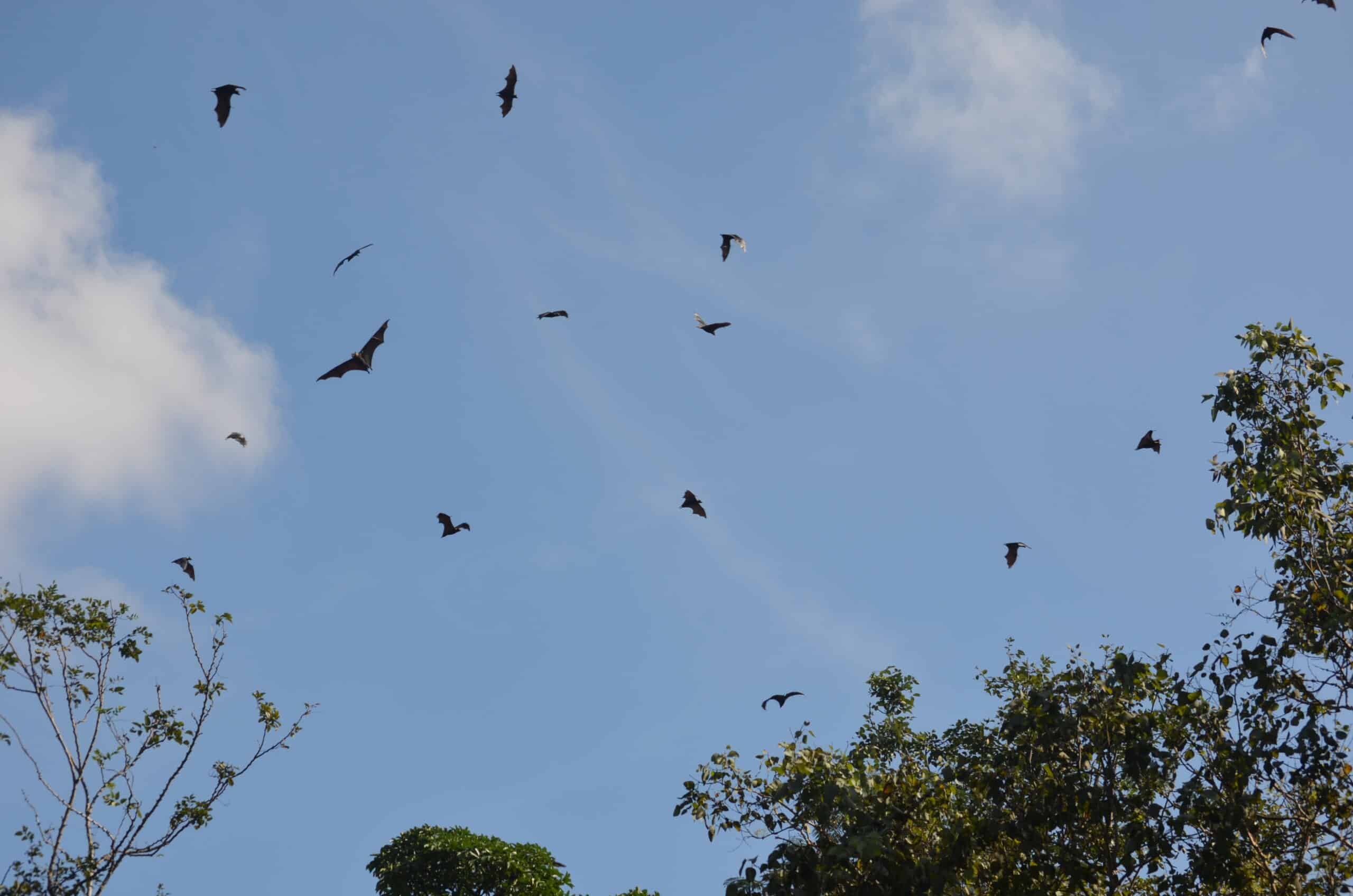 Papua New Guinea | Rare Wildlife & Beauty of Port Moresby PNG