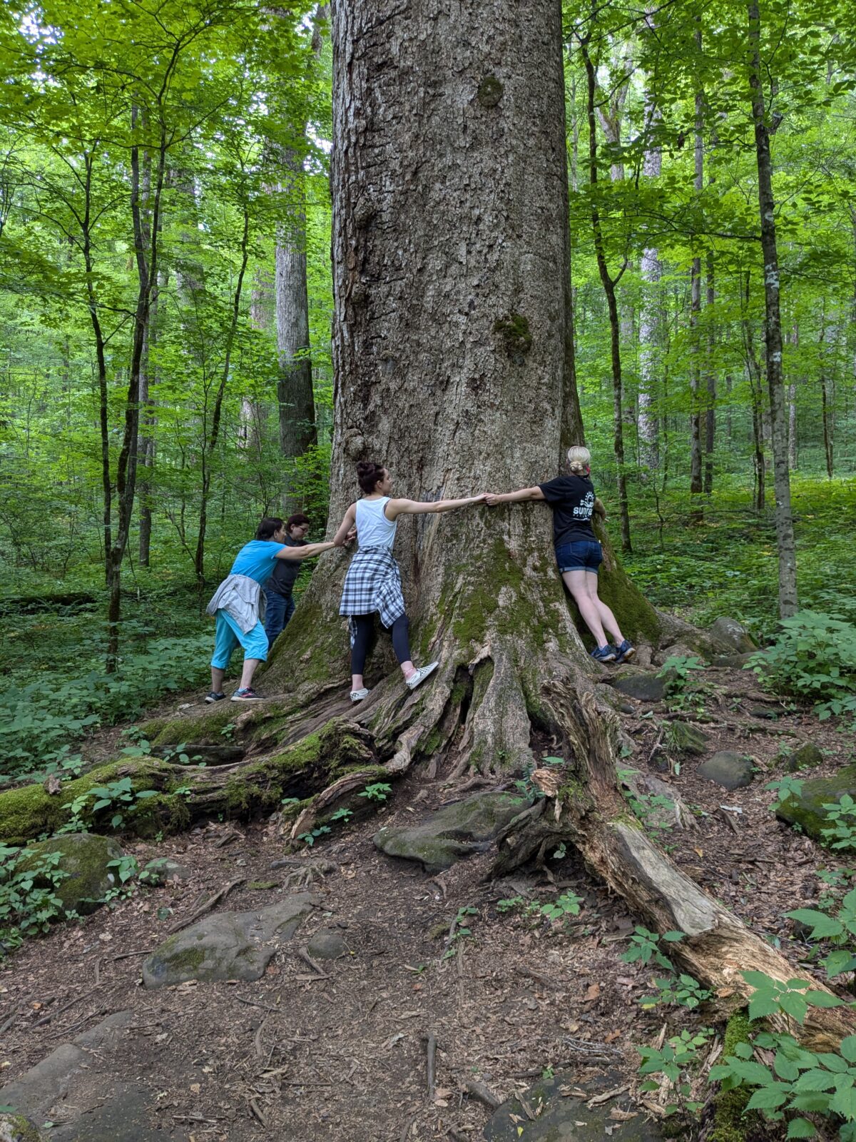 Virgin Forests: Joyce Kilmer Memorial Forest - A Gift to Treasure