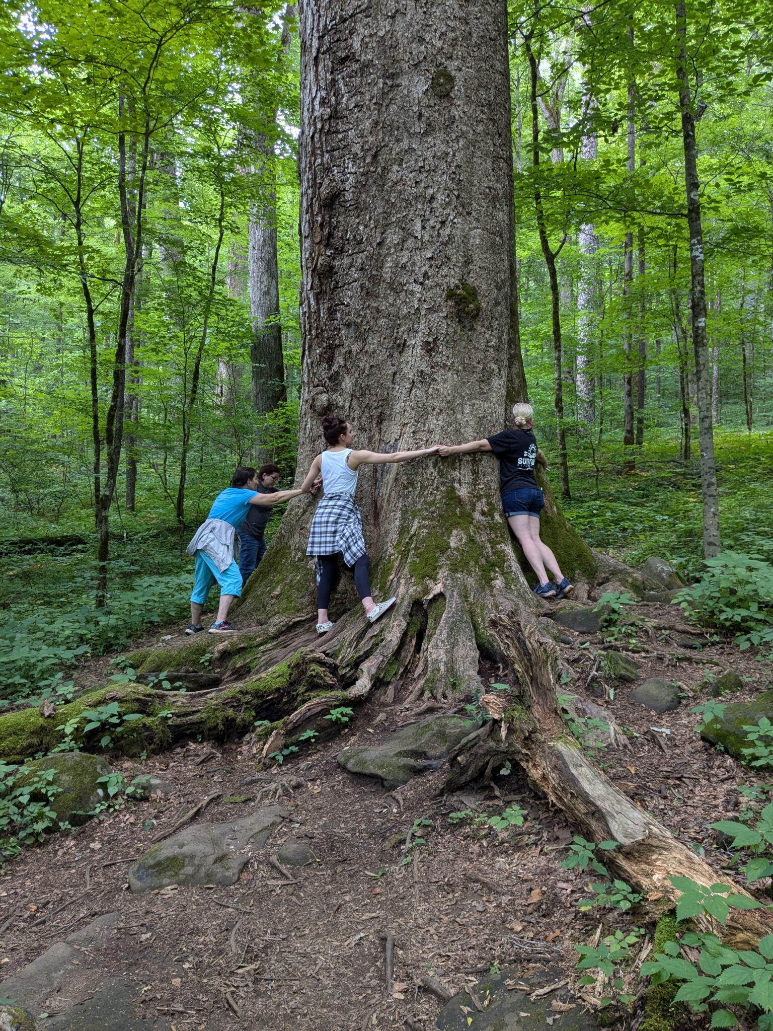 Virgin Forests: Joyce Kilmer Memorial Forest - A Gift to Treasure