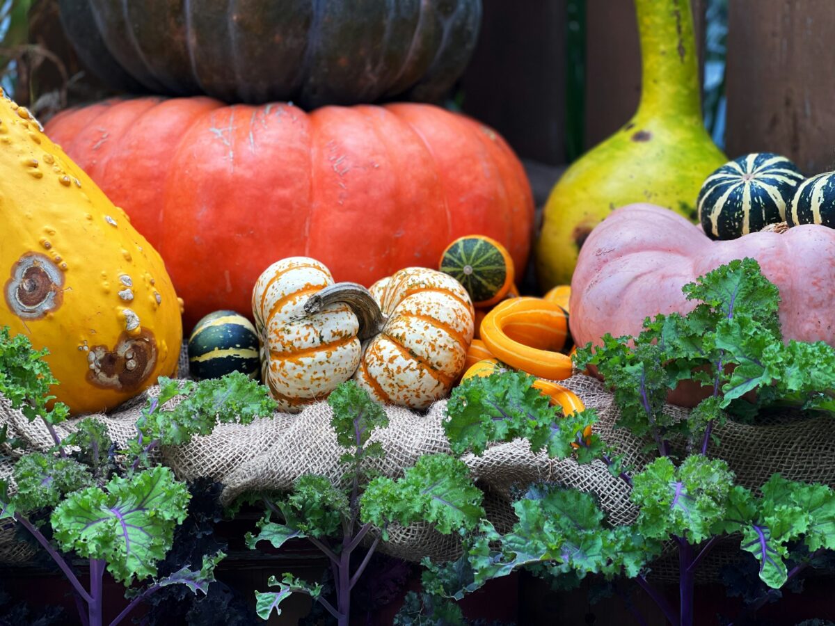 A Sustainable Thanksgiving: Celebrate Tradition and Protect the Planet ...