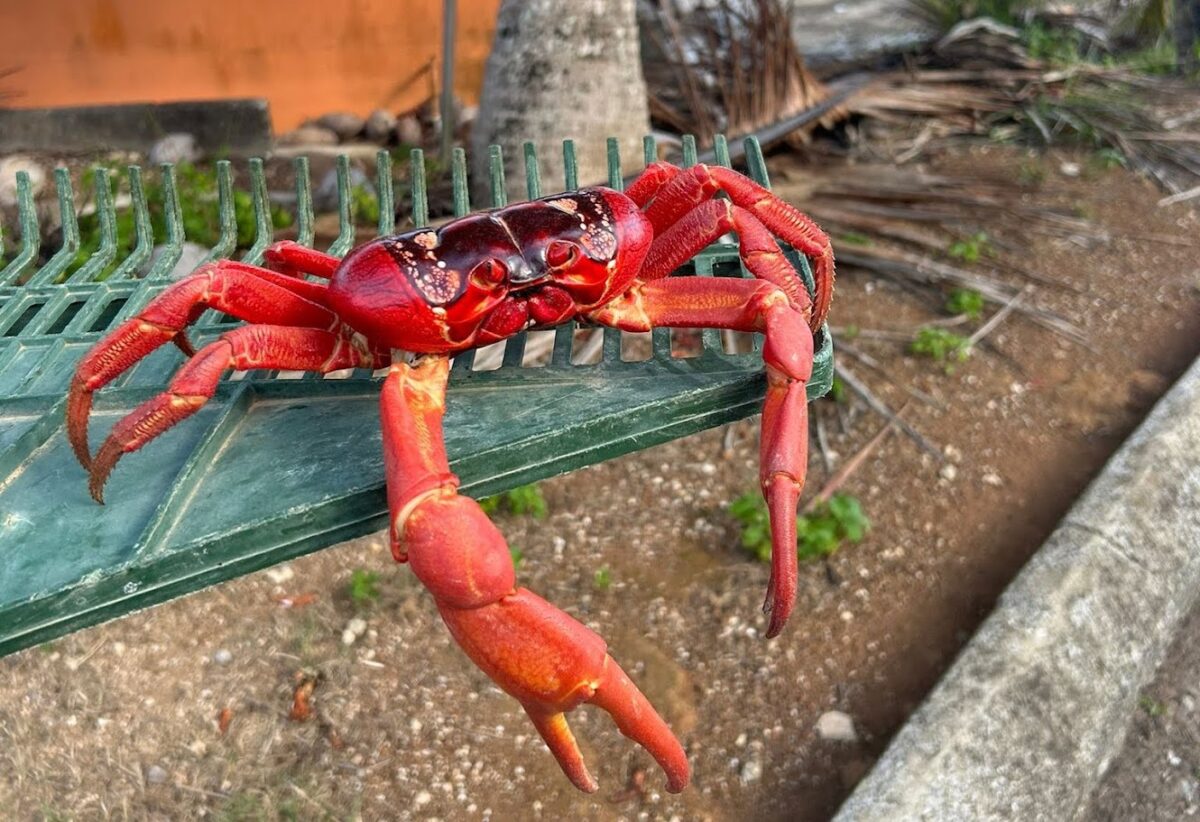 A Sea of Red: The Epic Migration of 100 million Red Crabs on Christmas ...