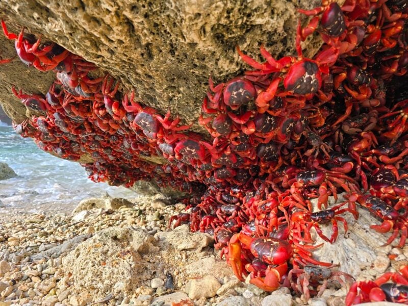 A Sea of Red: The Epic Migration of 100 million Red Crabs on Christmas ...