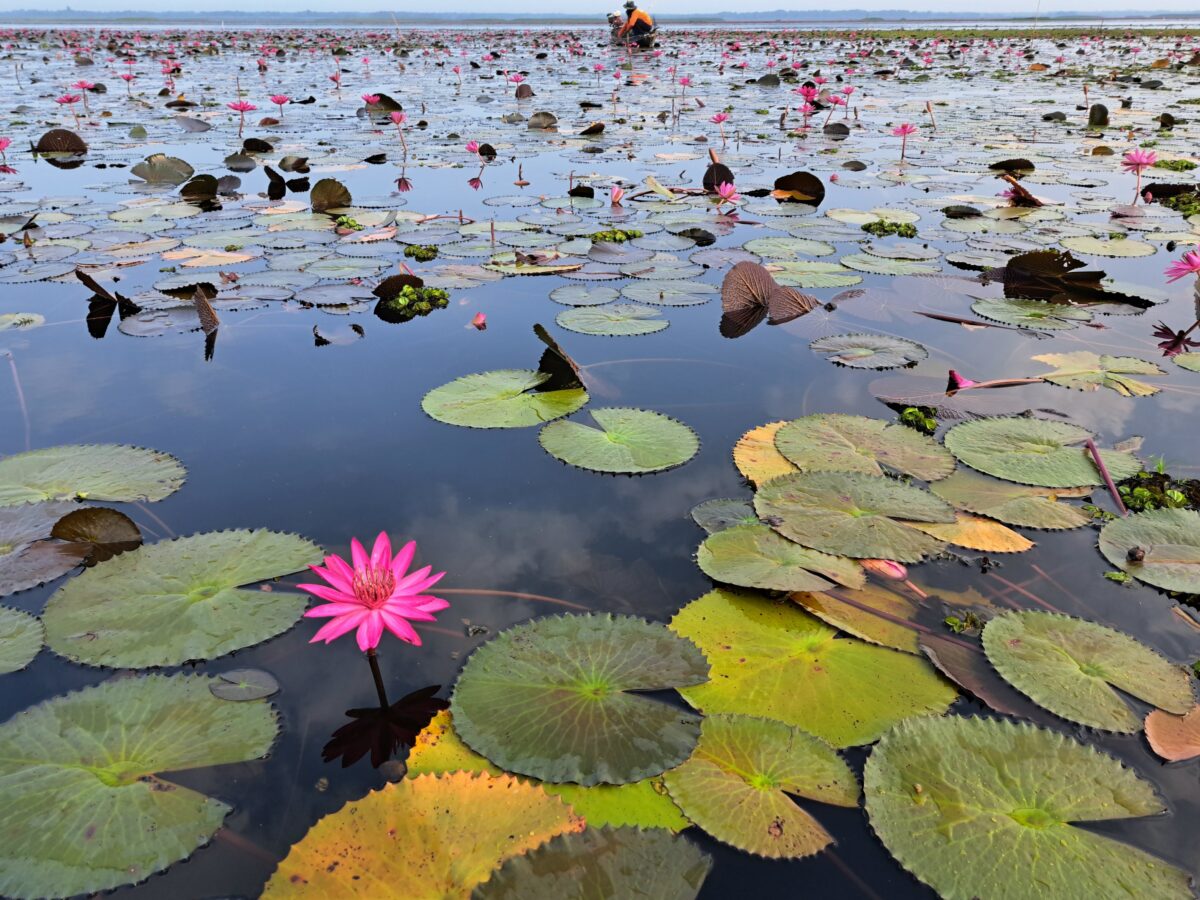 Thale Noi - Where Birds Sing and Lotuses Bloom | World Footprints